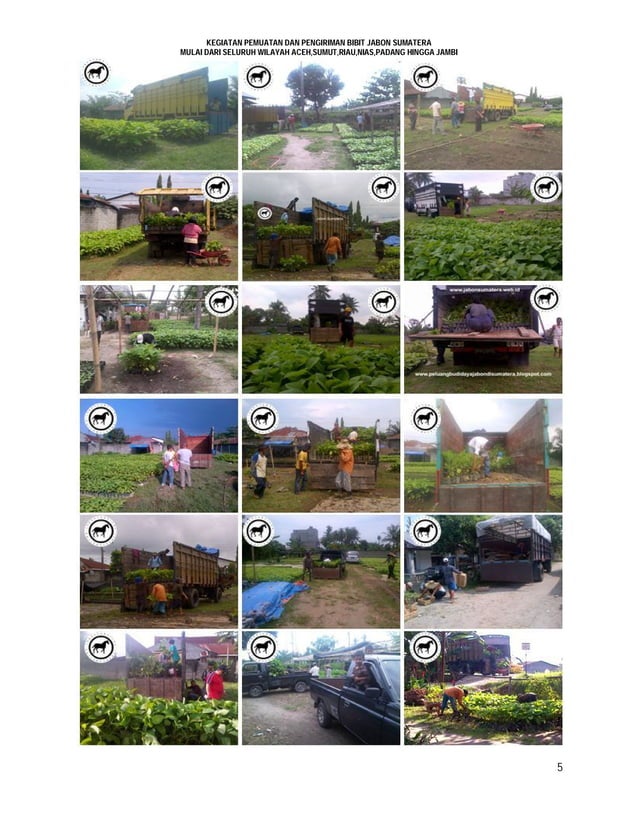 Budidaya jabon | PDF
