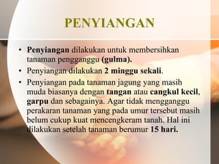 Budidaya jagung | PPT