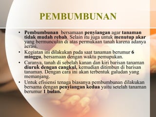 Budidaya jagung | PPT