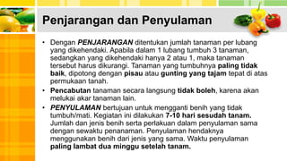 Budidaya Jagung.pptx