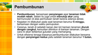 Budidaya Jagung.pptx