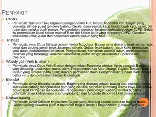 Budidaya jeruk nipis | PPTX