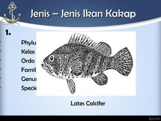 Budidaya kakap makalah | PPT