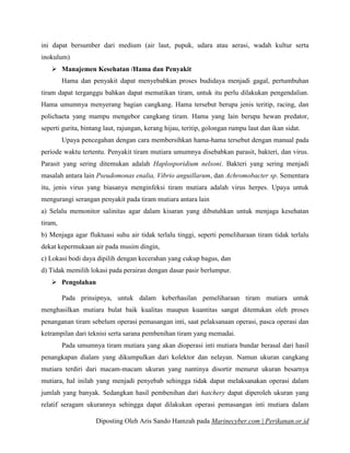 Budidaya kerang mutiara (pinctada maxima) the golden and silver pearl ...