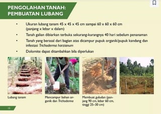 budidaya LADA sesuai GAP Dalam Rangka Peningkatan Mutu Produk.pptx