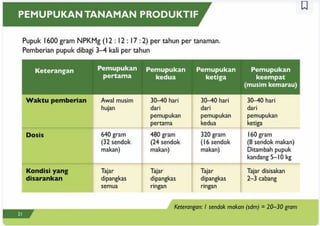 budidaya LADA sesuai GAP Dalam Rangka Peningkatan Mutu Produk.pptx
