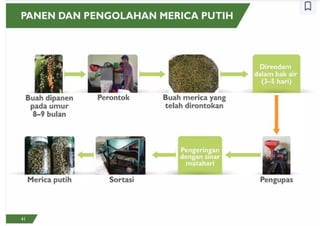 budidaya LADA sesuai GAP Dalam Rangka Peningkatan Mutu Produk.pptx