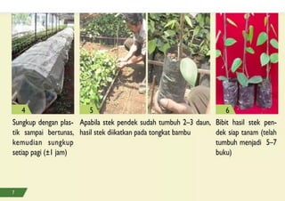 budidaya LADA sesuai GAP Dalam Rangka Peningkatan Mutu Produk.pptx