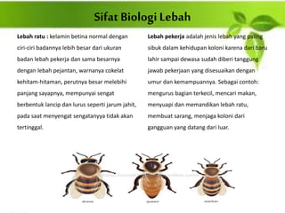 Budidaya Lebah Madu | PPTX