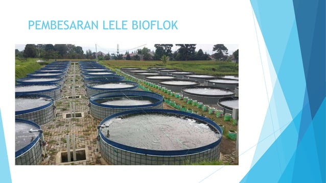 BUDIDAYA LELE BIOFLOK.pptx