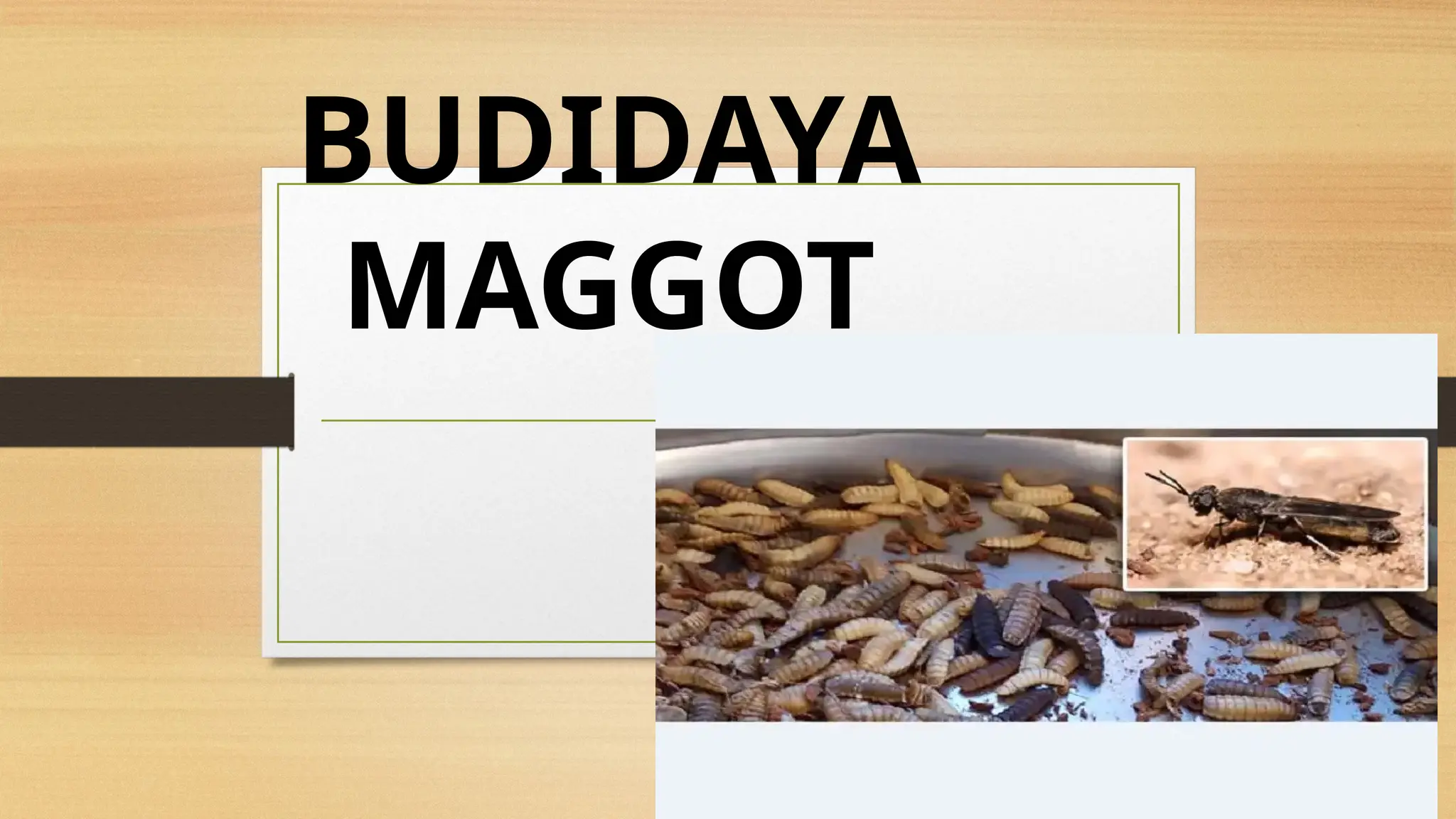 teknik BUDIDAYA MAGGOT nih boss senggol dong | PPTX