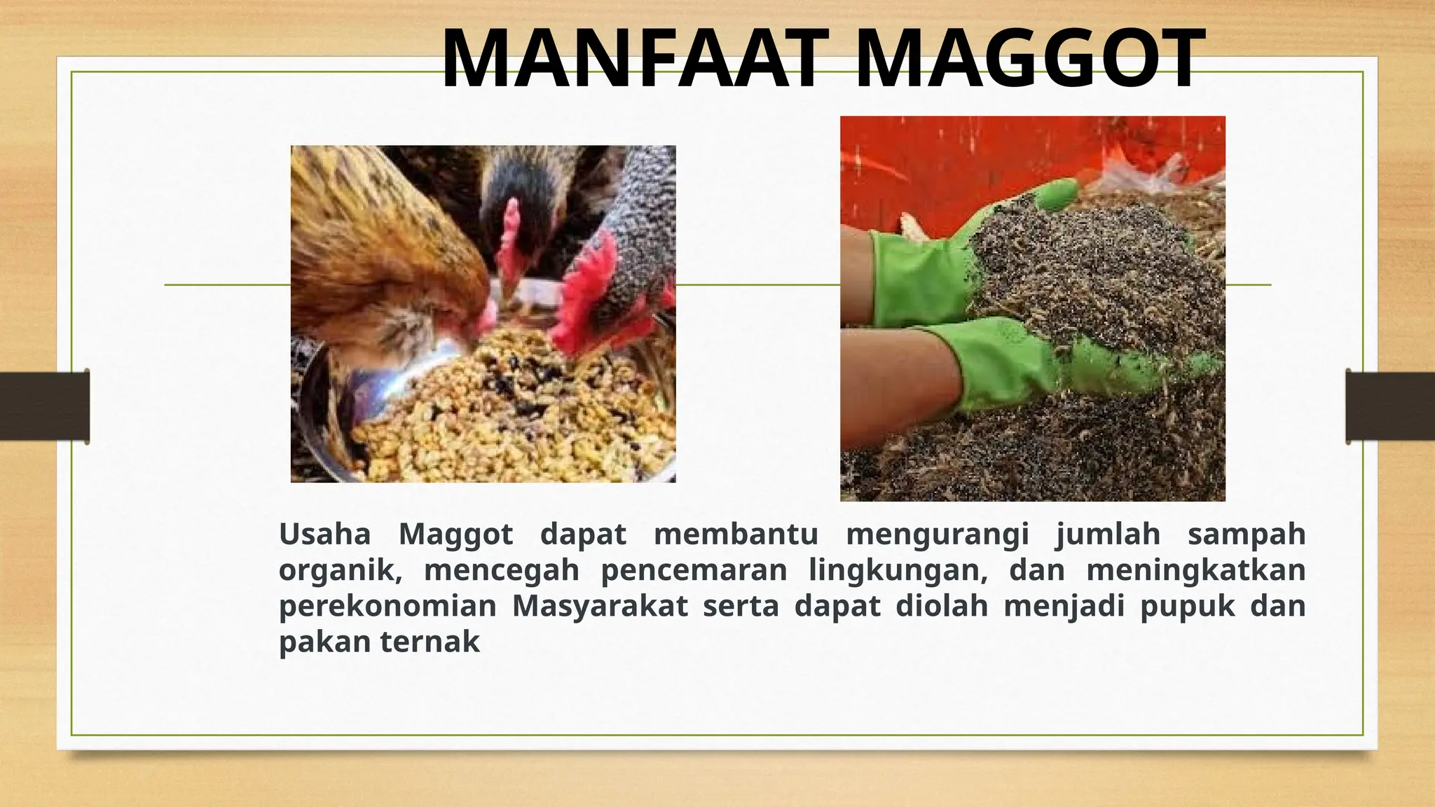 teknik BUDIDAYA MAGGOT nih boss senggol dong | PPT