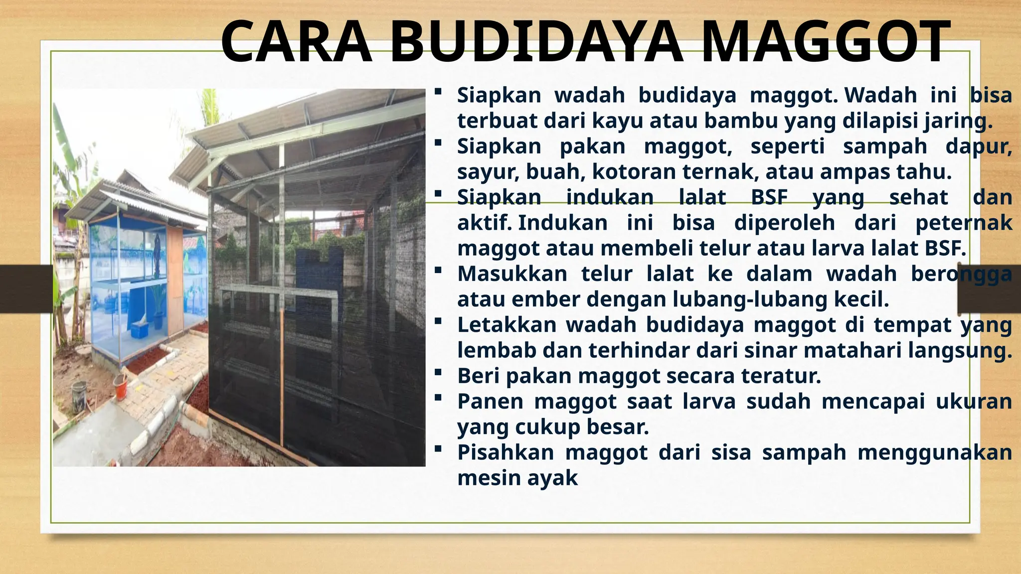 teknik BUDIDAYA MAGGOT nih boss senggol dong | PPTX