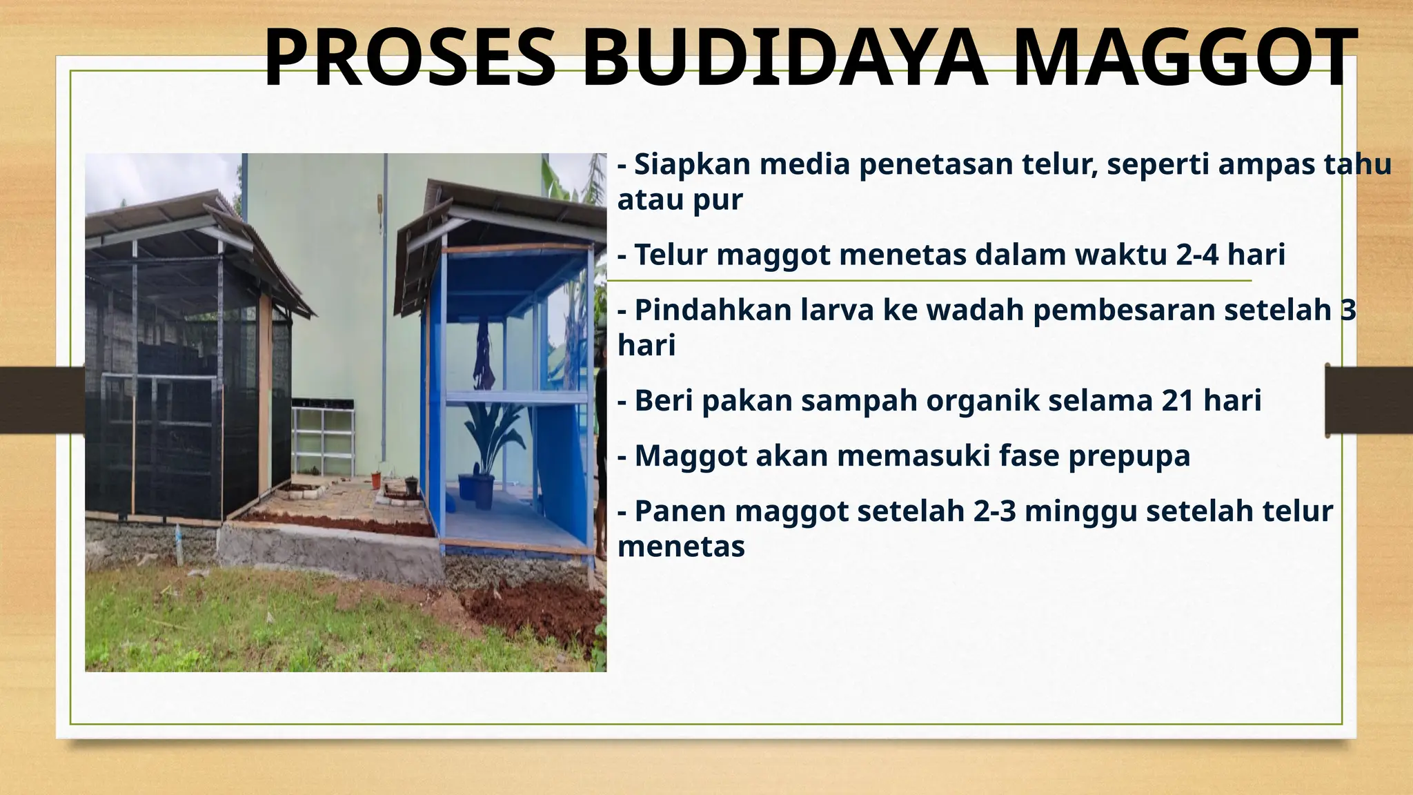 teknik BUDIDAYA MAGGOT nih boss senggol dong | PPTX