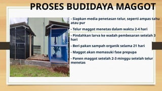 teknik BUDIDAYA MAGGOT nih boss senggol dong | PPTX