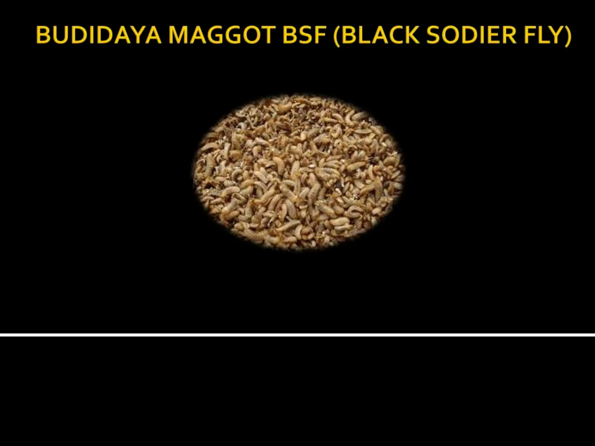 Budidaya Maggot Black Soldier Fly (BSF).pptx