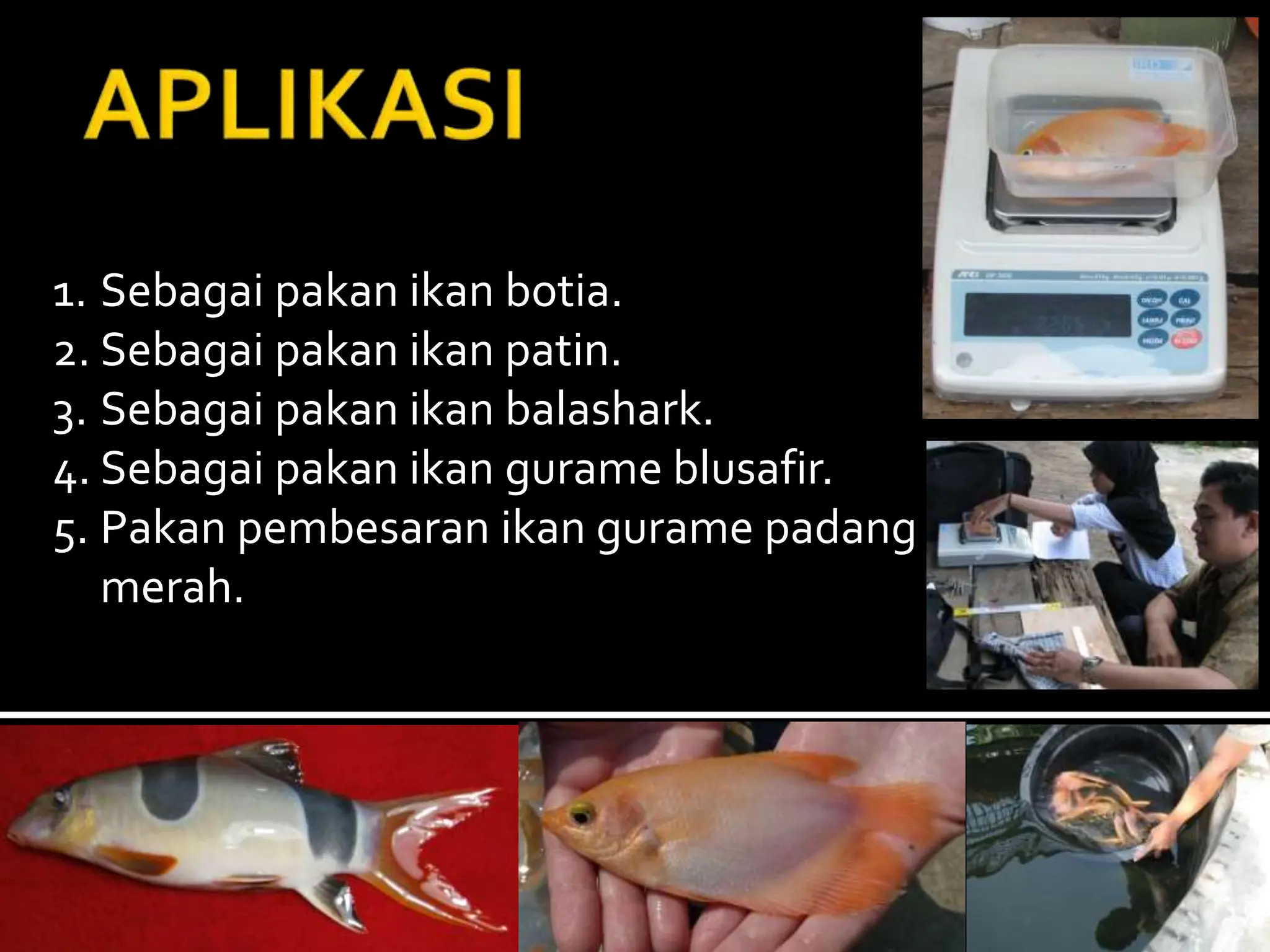 Budidaya Maggot Black Soldier Fly (BSF).pptx