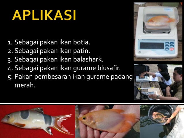 Budidaya Maggot Black Soldier Fly (BSF).pptx