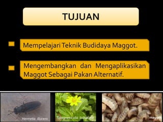Budidaya Maggot Black Soldier Fly (BSF).pptx