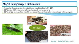 BUDIDAYA MAGOT.pptx