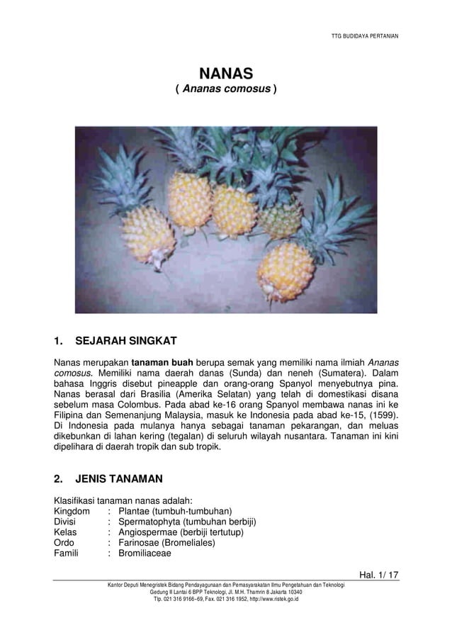 Budidaya Nanas.pdf
