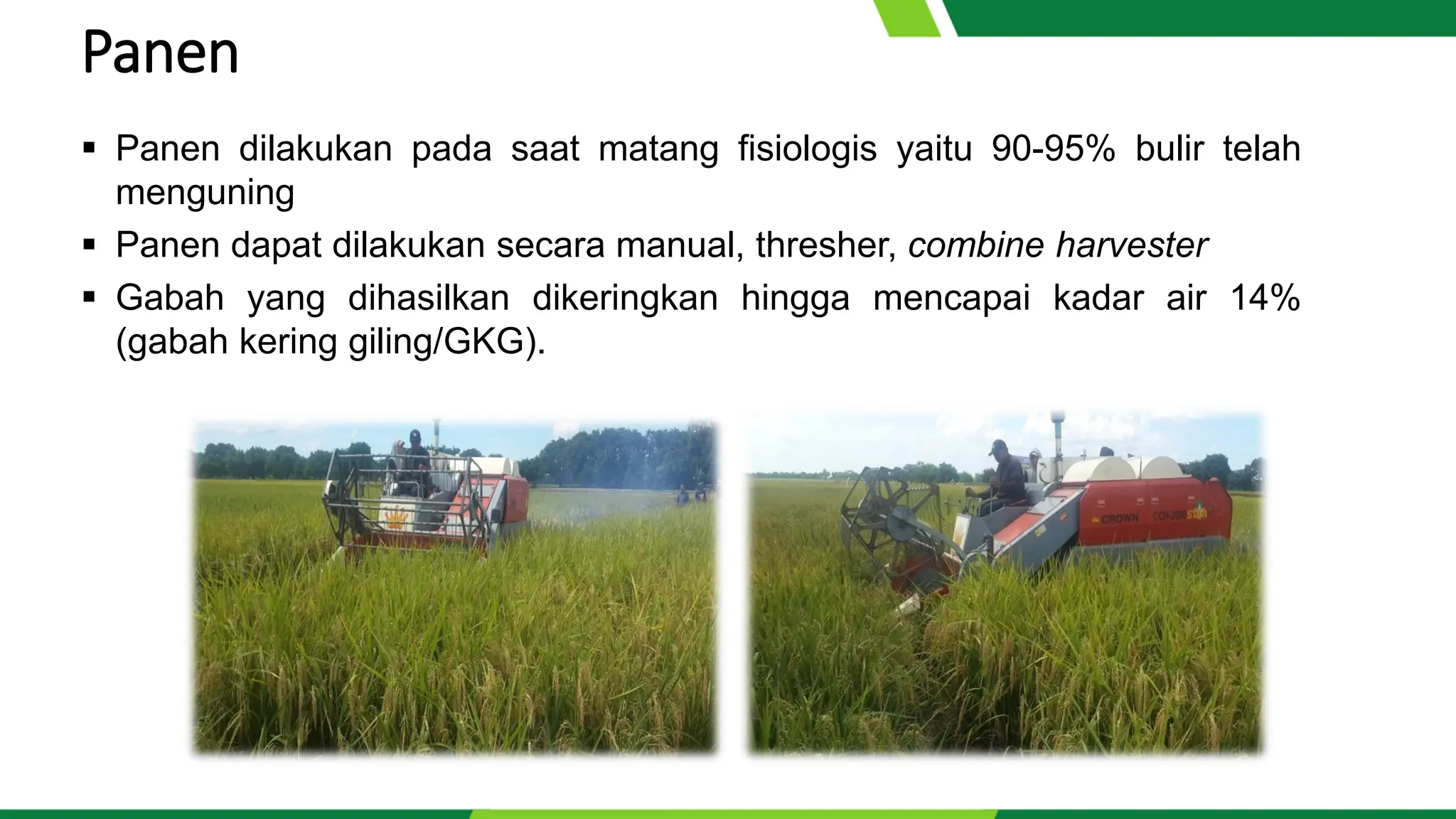 Mengenal Teknologi Budidaya Padi Gogo. Mendukung Swasembada pangan | PDF