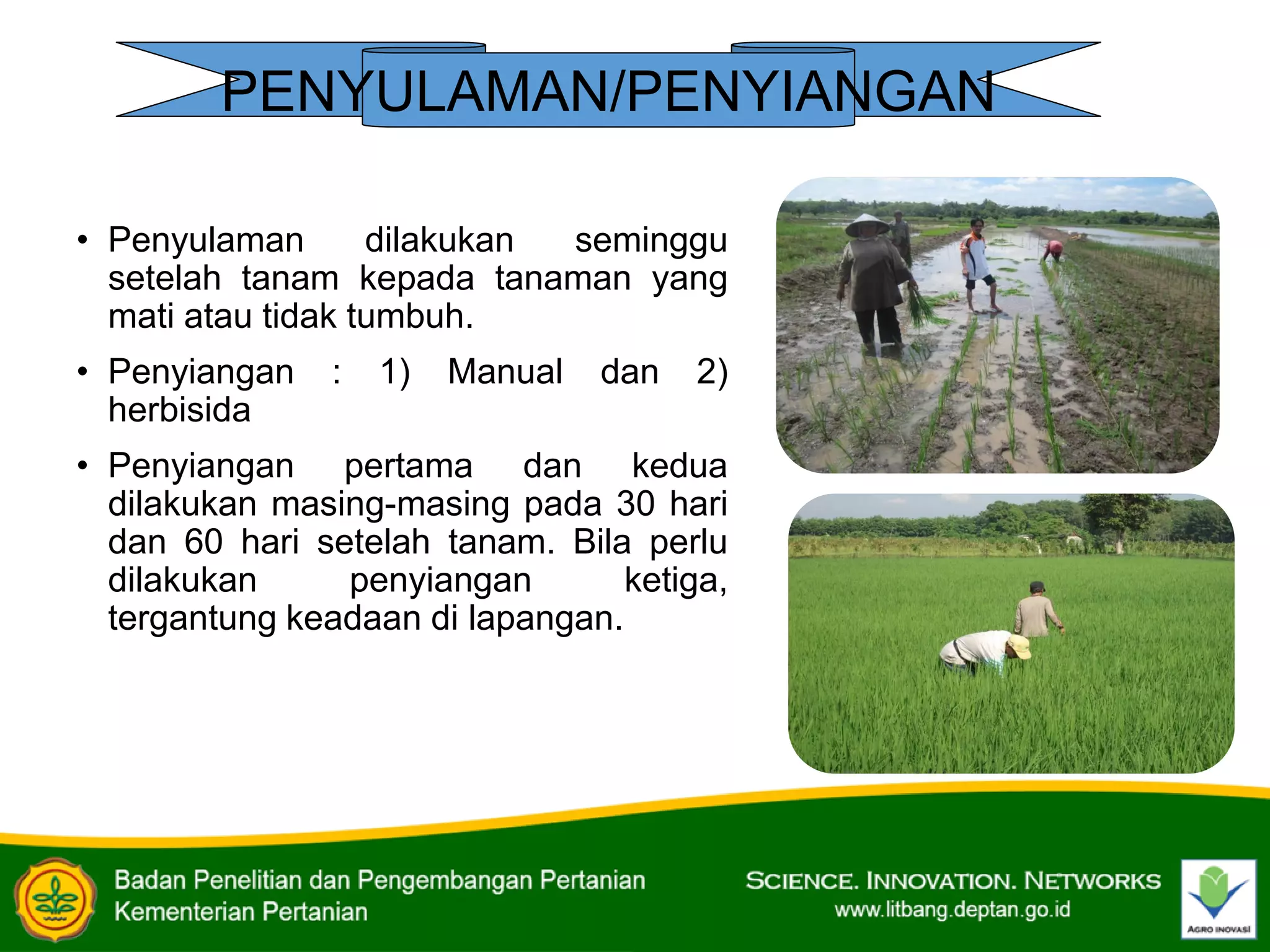 Budidaya padi lebak | PDF