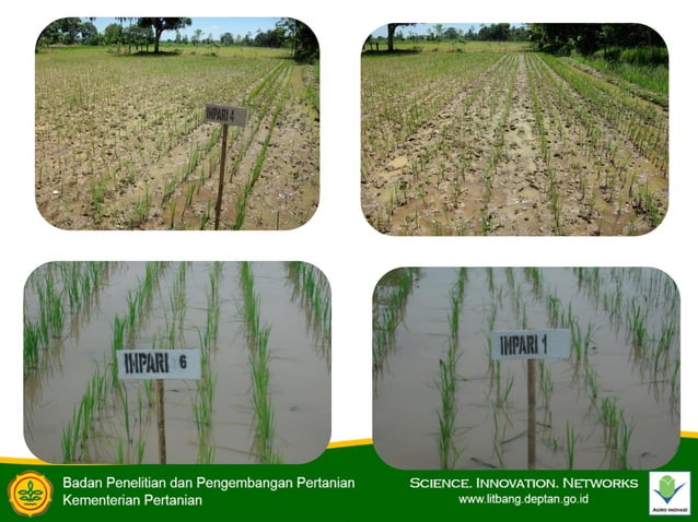 Budidaya padi lebak | PDF