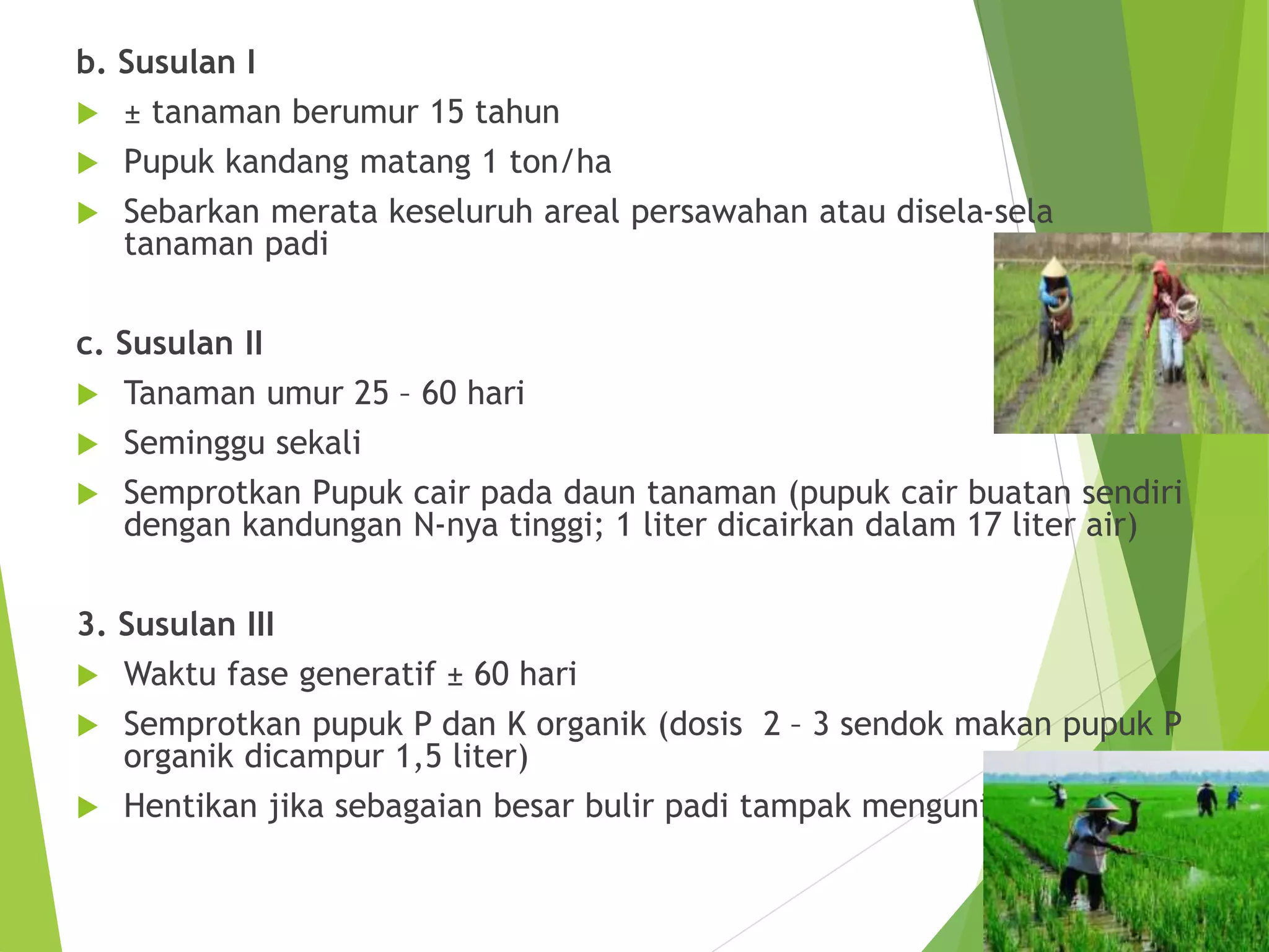 Budidaya padi organik.ppt