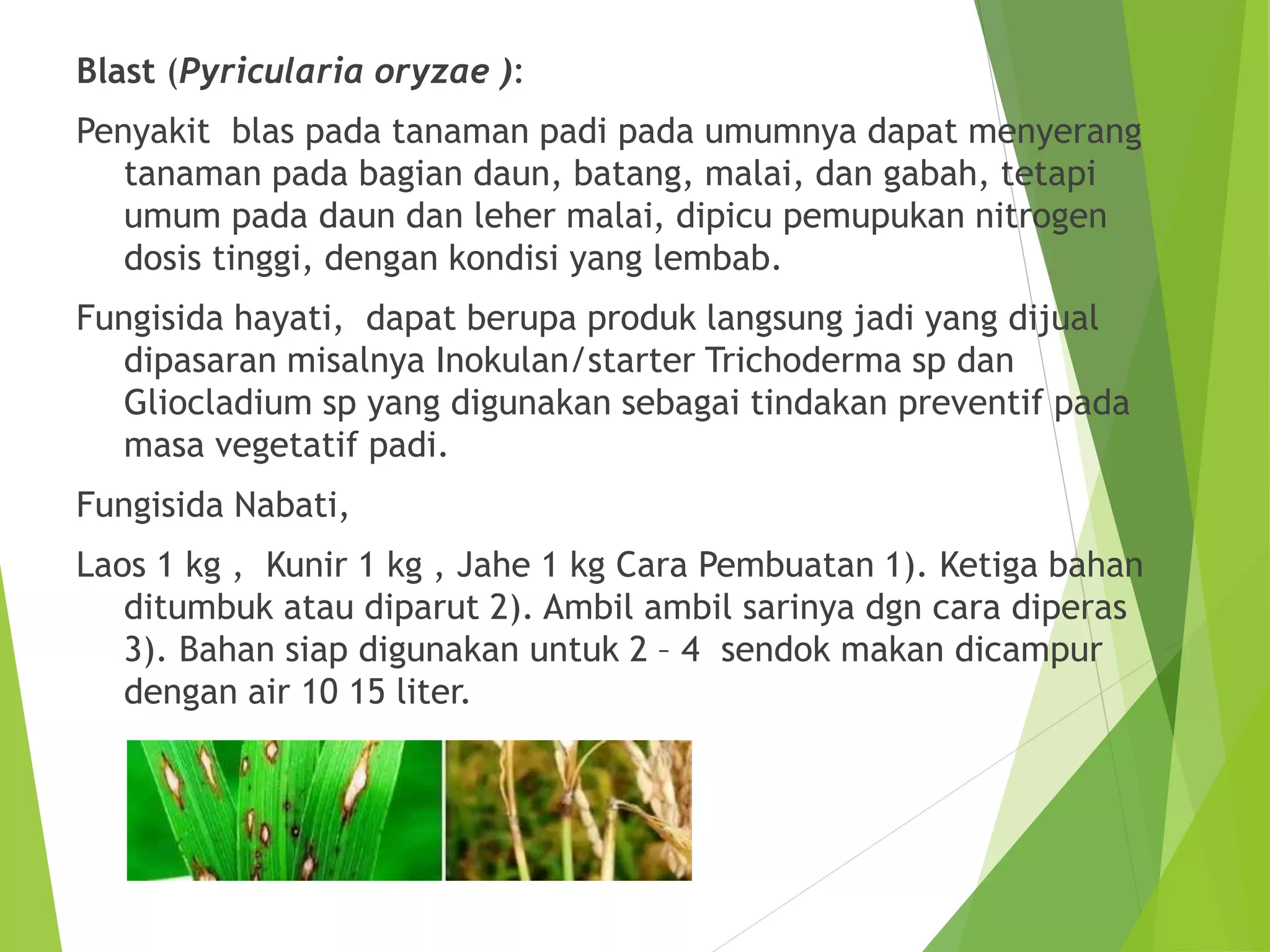 Budidaya padi organik.ppt