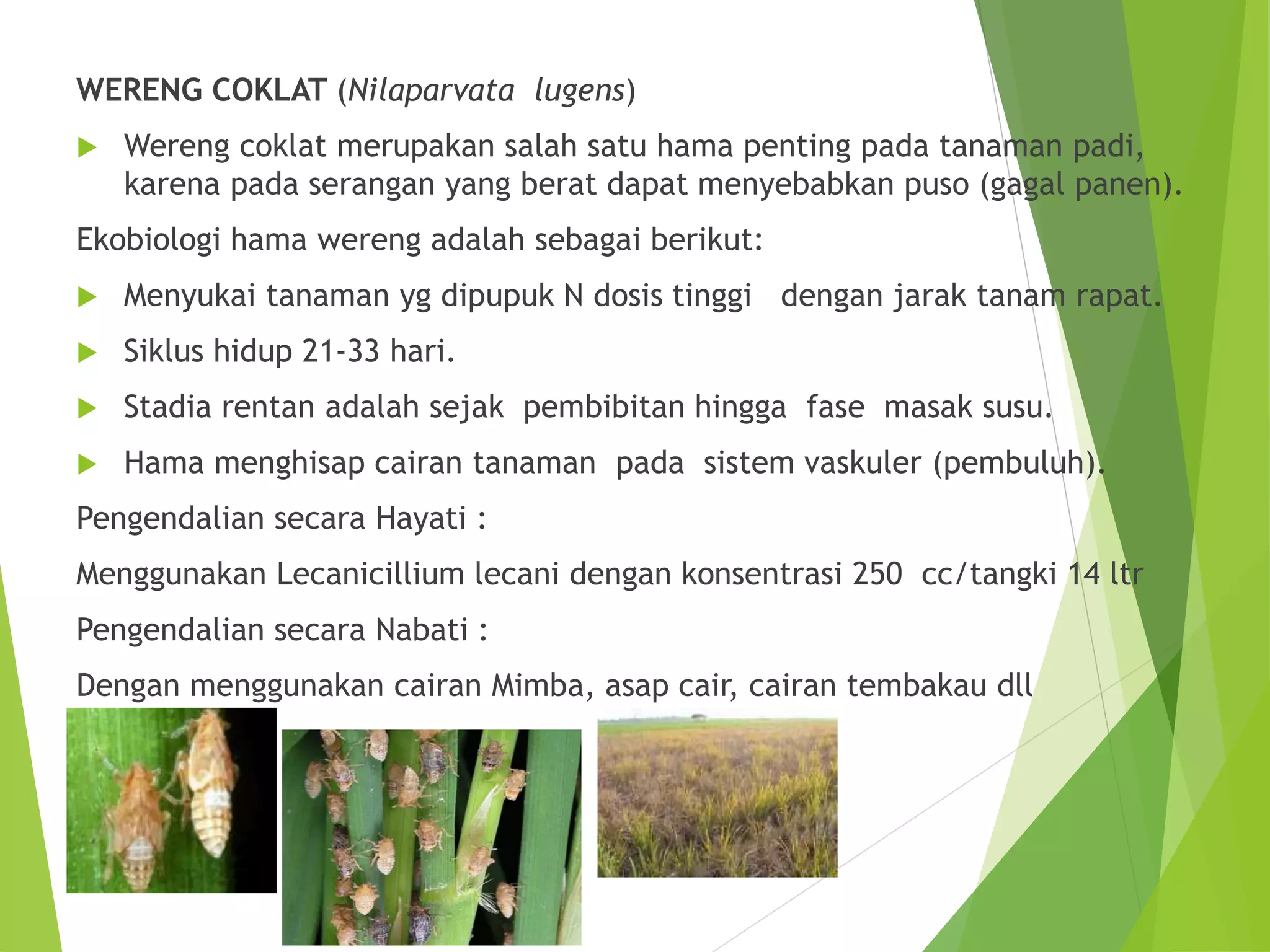 Budidaya padi organik.ppt