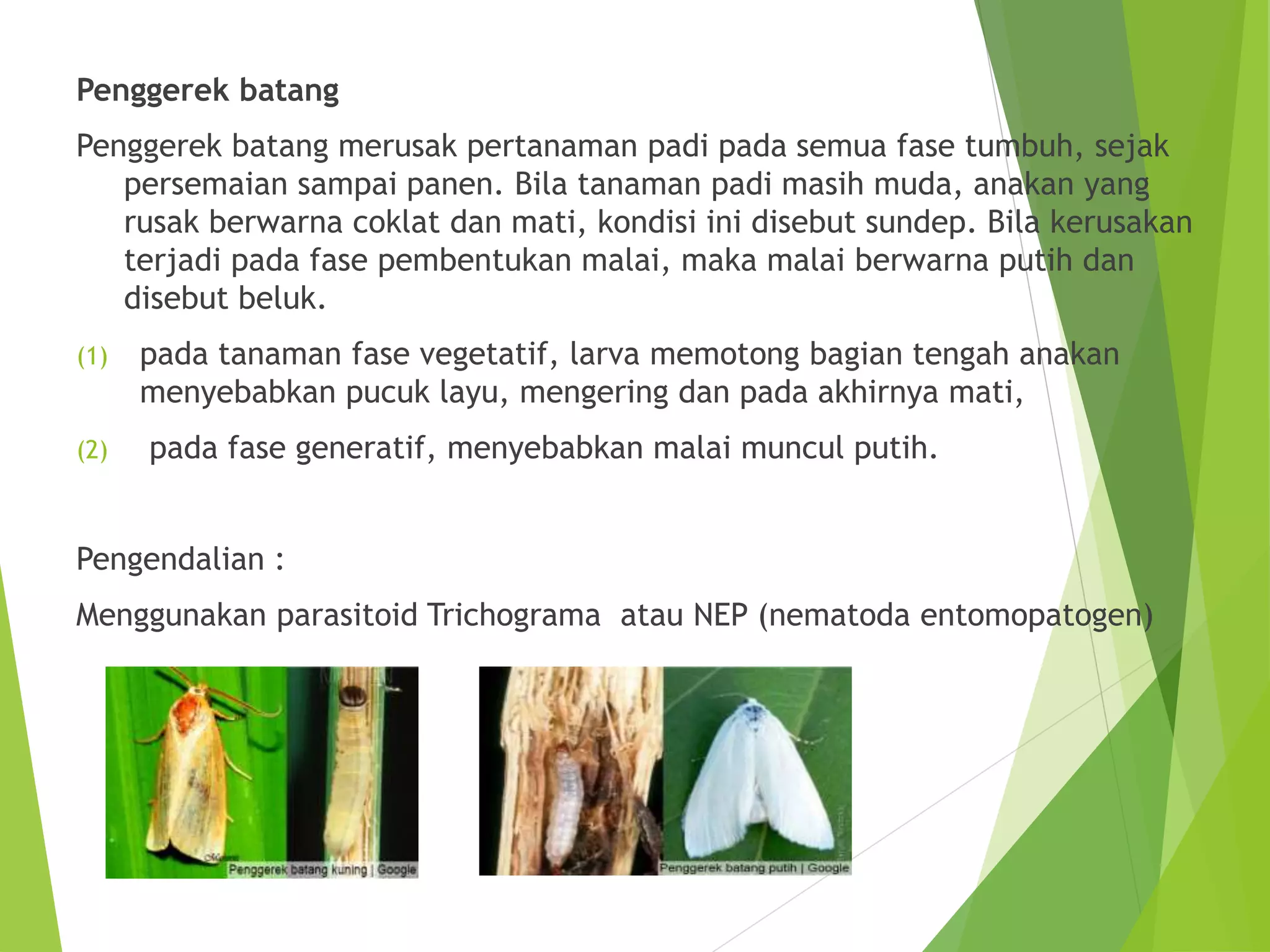 Budidaya padi organik.ppt