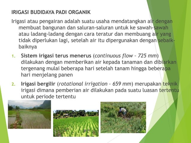 Budidaya padi organik.ppt