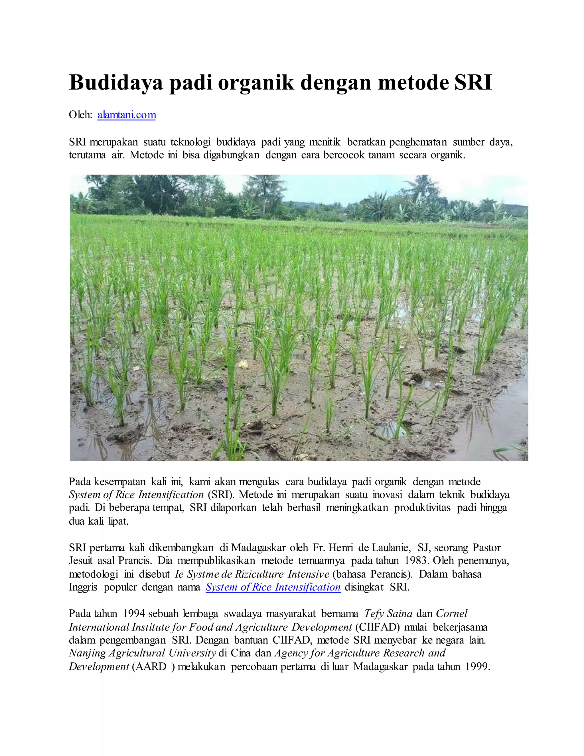 Budidaya padi organik dengan sistem sri | DOCX