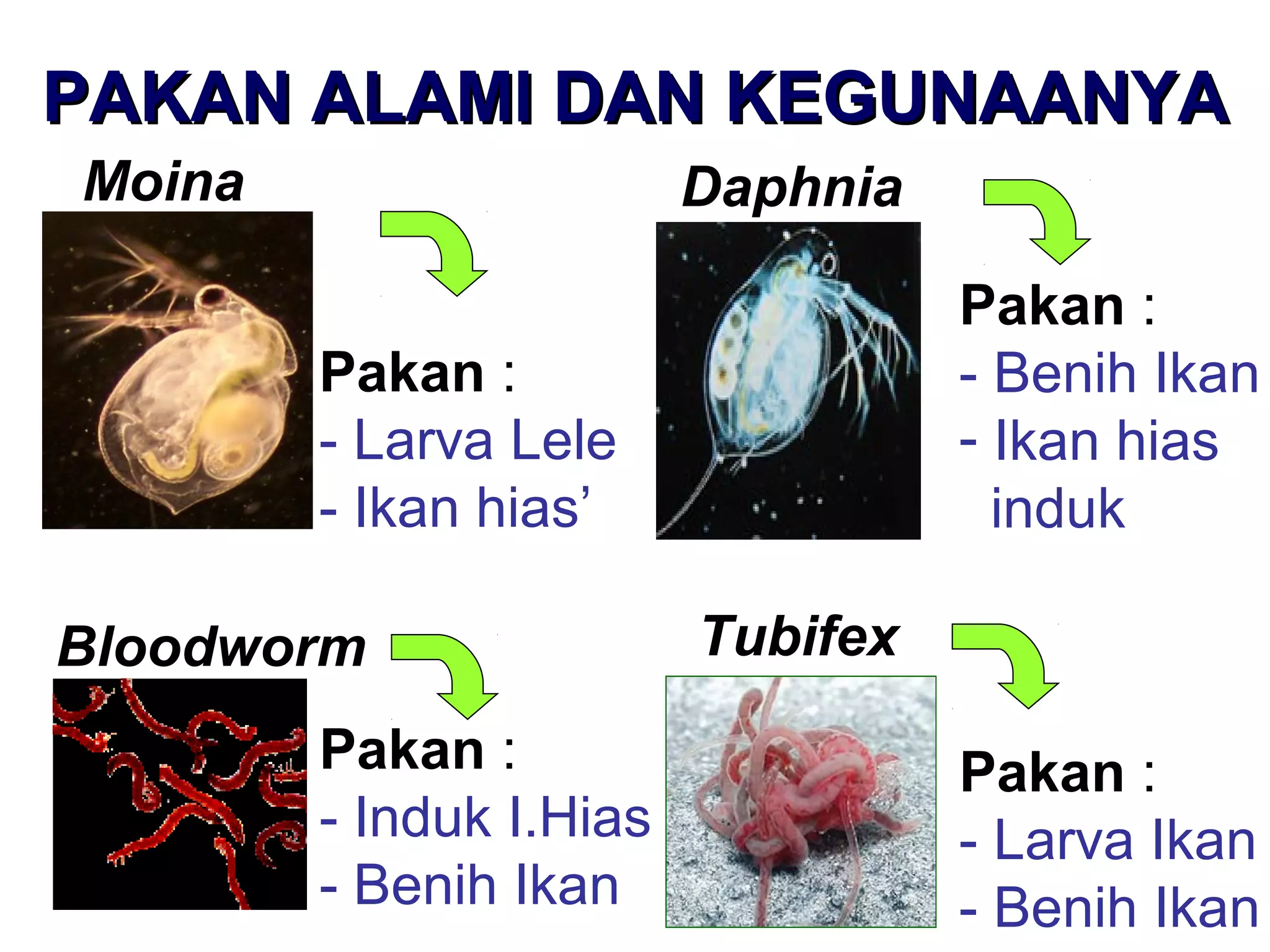 Budidaya pakan alami | PPT