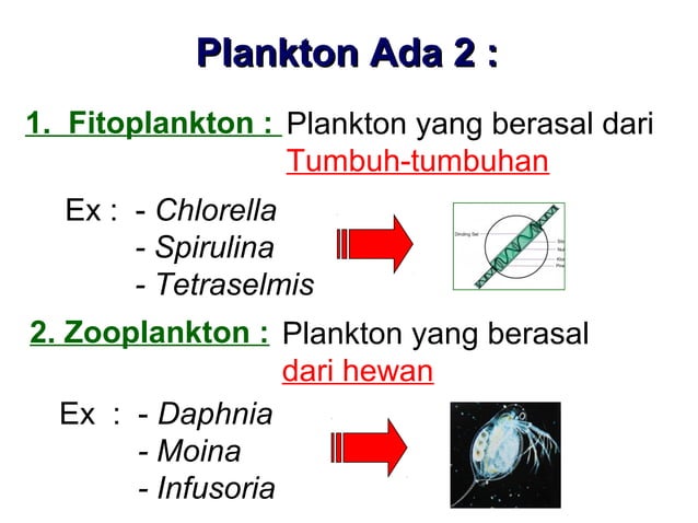 Budidaya pakan alami | PPT