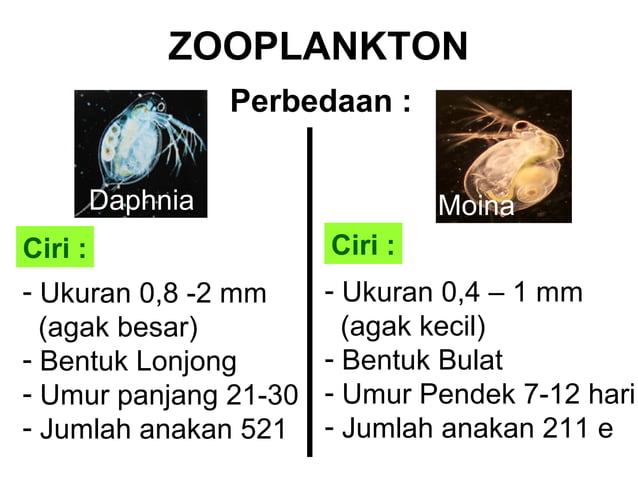 Budidaya pakan alami | PPT