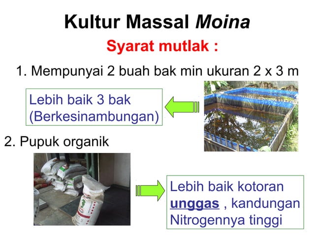 Budidaya pakan alami | PPT