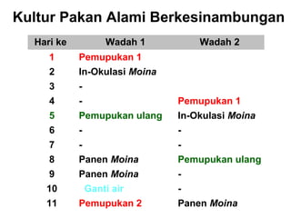Budidaya pakan alami | PPT