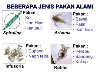 Budidaya pakan alami | PPT