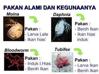 Budidaya pakan alami | PPT