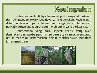 Budidaya pare | PPTX
