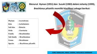 Budidaya Rotifera Brachionus sp.pptx