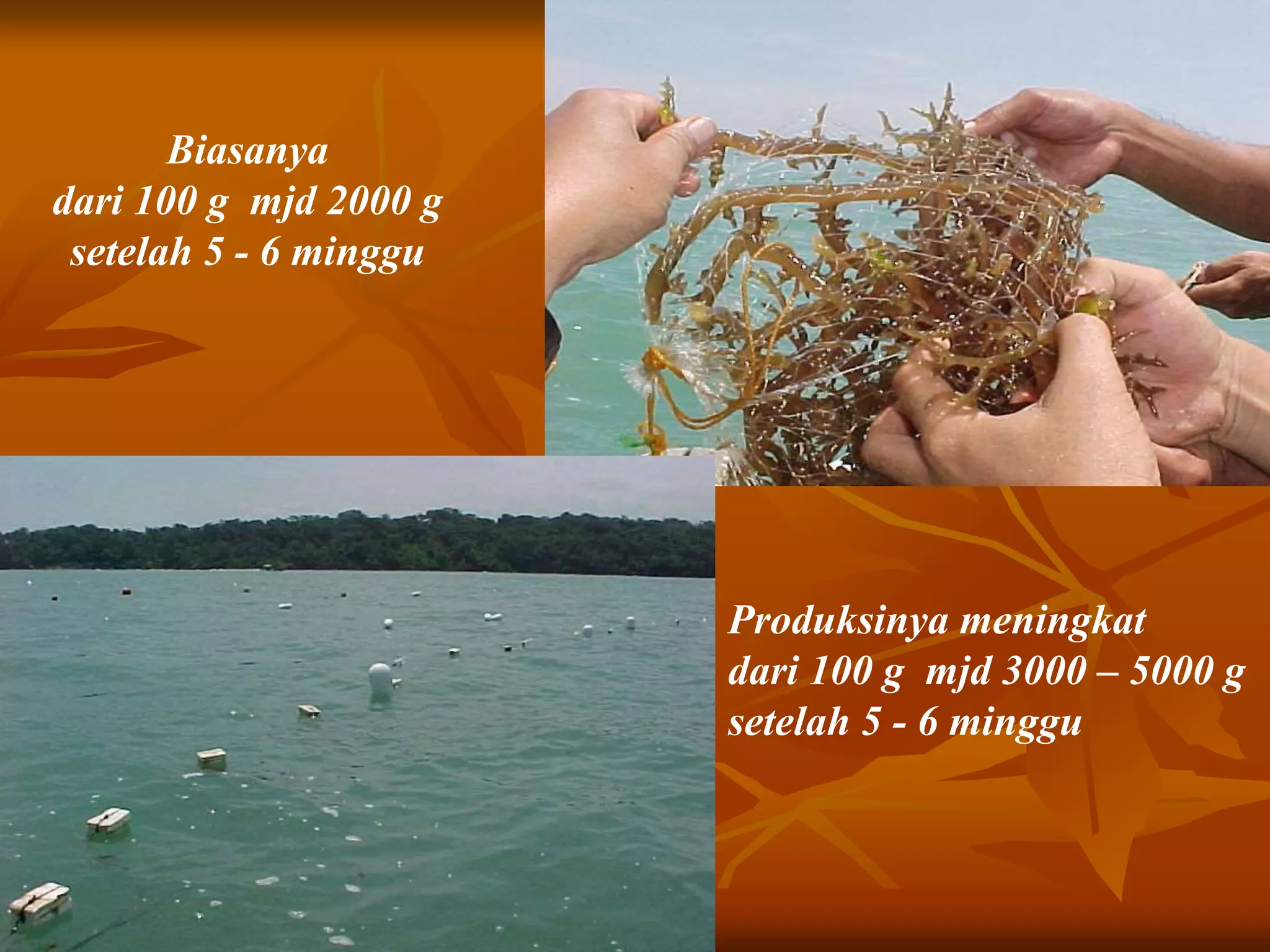 Budidaya Rumput Laut.ppt