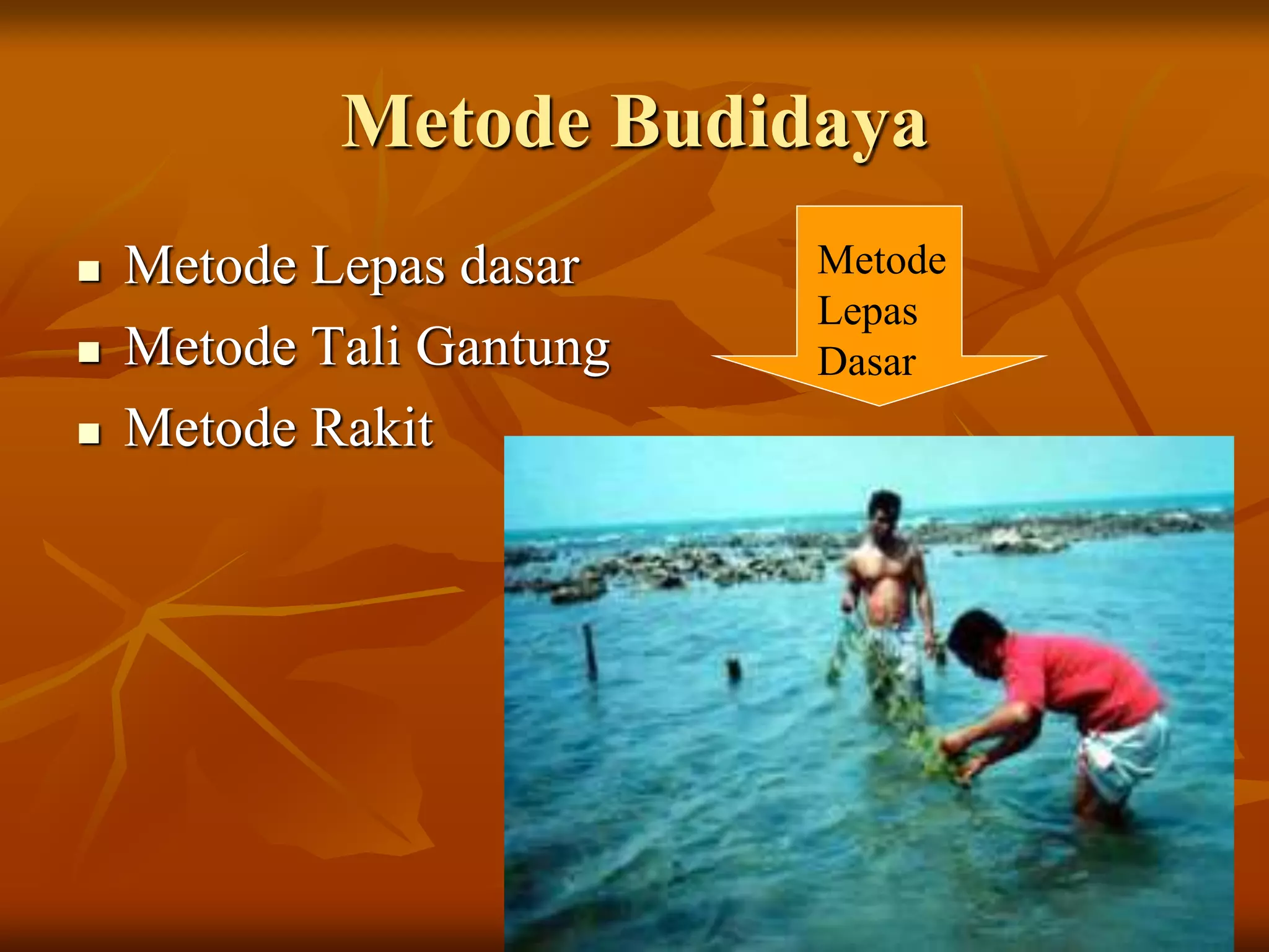 Budidaya Rumput Laut.ppt