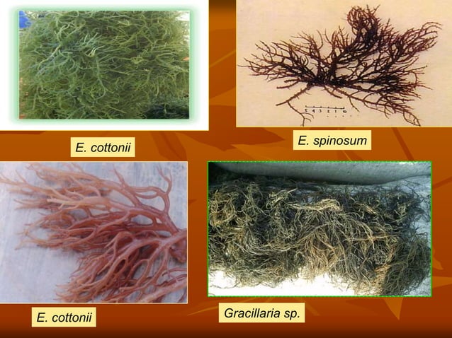 Budidaya Rumput Laut.ppt