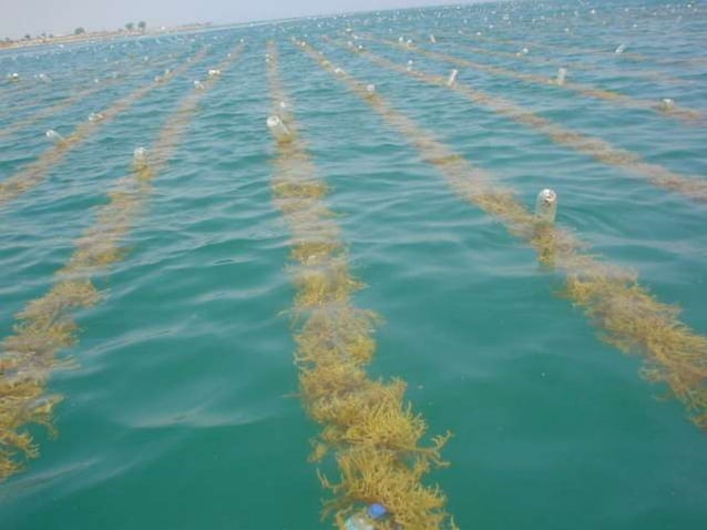 Budidaya Rumput Laut.ppt