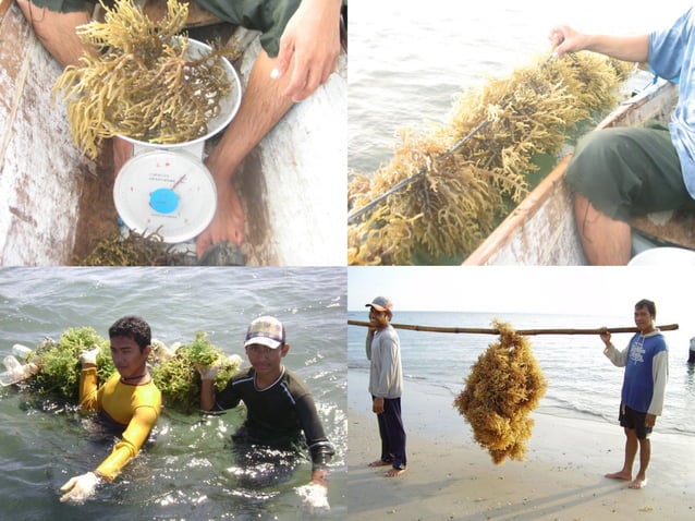 Budidaya Rumput Laut Kappapycus alvaresii | PPT