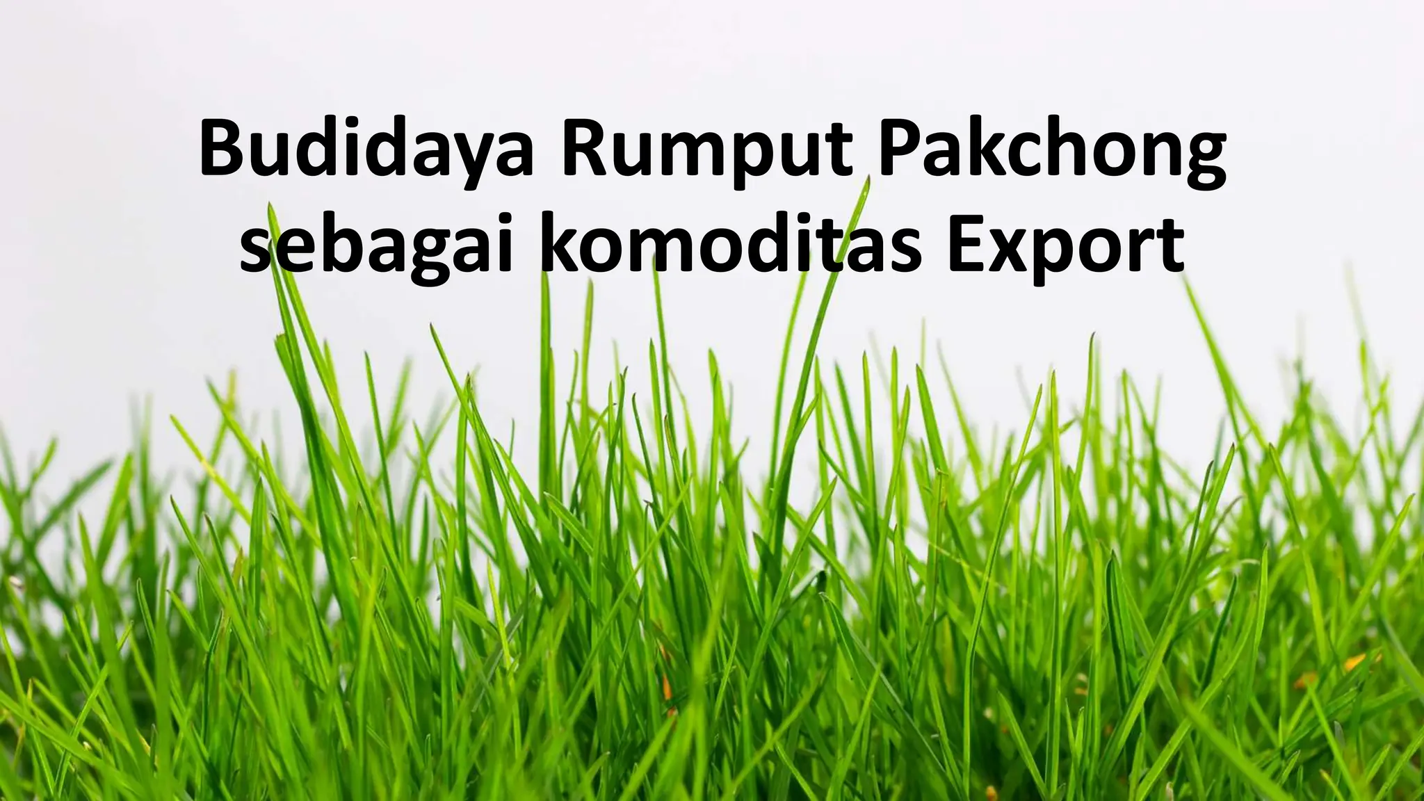 Proposal Budidaya Rumput Pakchong untuk pakan ternak | PPTX