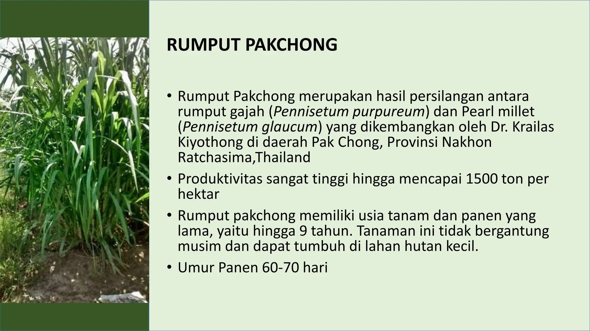 Proposal Budidaya Rumput Pakchong untuk pakan ternak | PPTX